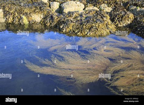 Japanese Japanese Wireweed Sargassum Muticum Introduced Invasive