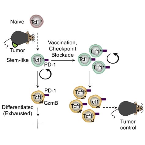 Intratumoral Tcf1 Pd 1 Cd8 T Cells With Stem Like Properties Promote