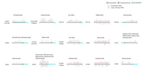 Rare Or Common Germline Variants Likely Impacting Patient Therapy Response