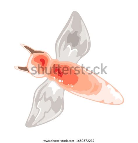Naked Slugs Over Royalty Free Licensable Stock Illustrations Drawings Shutterstock