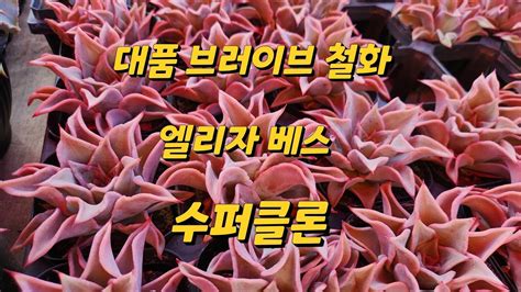 모란장9월19일 신상다육 대품가격이 너무좋아요 자매농원 Youtube