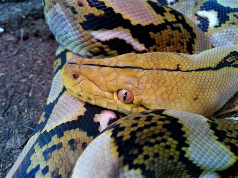 Python Reticulatus Python Reticulatus Galeria Terrariumpl