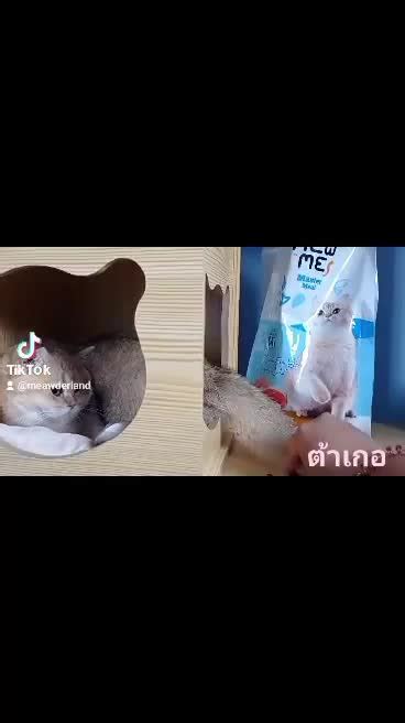 😻ห้องเธอมีแมวมั้ย บ้านเรามีแมวนะ 😻พาเเมวเธอมากินเมี๊ยวมีบ้านเราได้นะ 😻ขนสวย กอดอุ่น ขนนุ่ม 😻และ