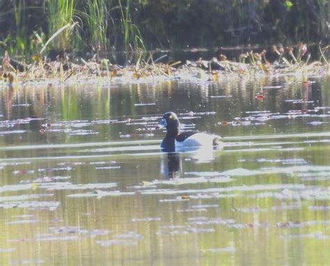 Ebird Checklist 27 May 2023 Brownfield Bog Wma 70 Species