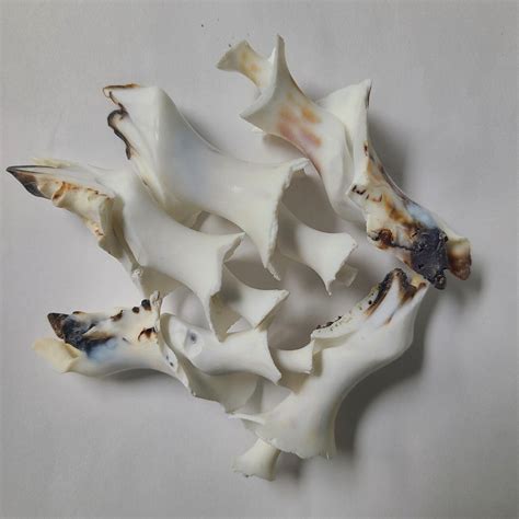 Black Murex Spiral Darlenes Shells