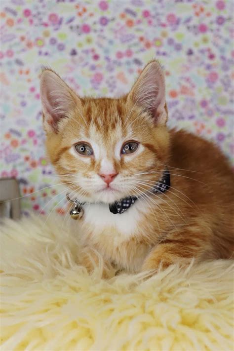 Background And Attributes