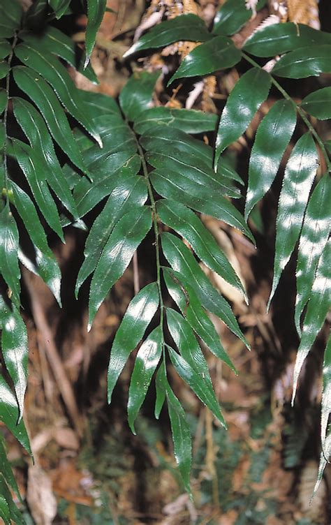 Asplenium Oblonolium • New Zealand Plant Conservation Network