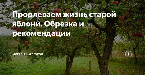 Продлеваем жизнь старой яблони Обрезка и рекомендации Идеальный огород Дзен