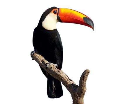 Crackers Dexters Laboratory The Movie 2025 Wiki Fandom