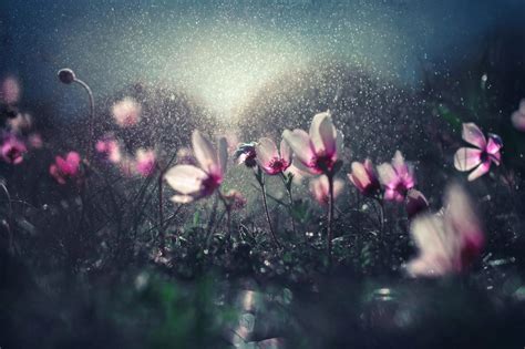Обои блики на обоях розовые цветы дождь капли воды фотографии размытый фон цветы