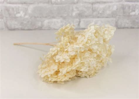 Preserved Hydrangea Ivory Sola Wood Flowers