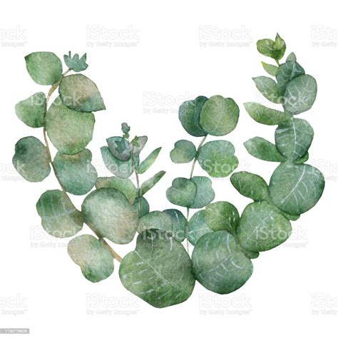 흰색 바탕에 유칼립투스의 꽃다발입니다 수채화 가지와 신선한 유칼립투스 잎 손으로 그린 아름 다운 디자인의 약용 식물 결혼식 또는 인사말 카드에 대 한 항목입니다 0명에 대한