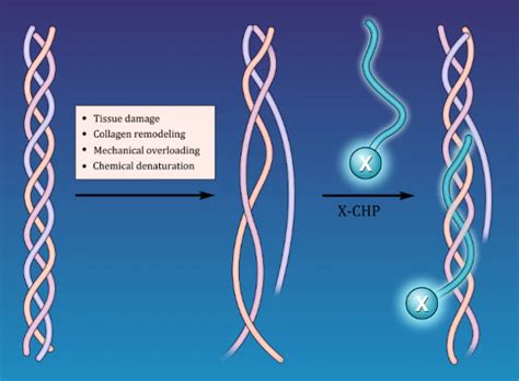 Soins Personnels BASF Investit Dans La Start Up Helix