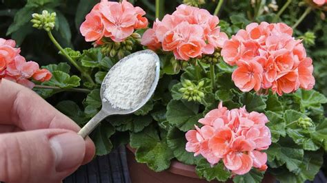 Як правильно доглядати за геранню у зимовий період щоб квітнула безперестанку