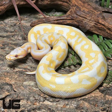 2018 Lavender Albino Spider Ball Python For Sale Underground Reptiles