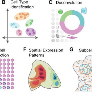 Preprocessing Of Raw Spatial Transcriptomic Data A For Spatial Download Scientific Diagram