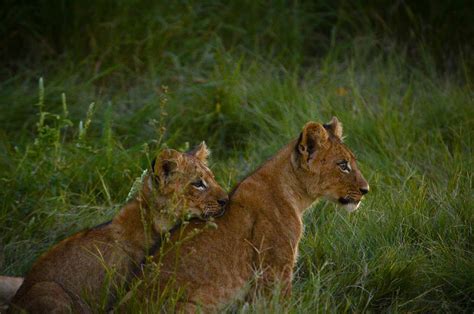 Wilderness Aiding Lion Conservation