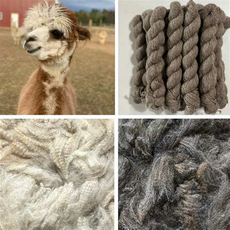 The Natural Colors Of Alpaca Fiber Farm And Fiber Knits