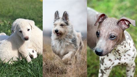 New Dog Breeds Youve Probably Never Heard Of