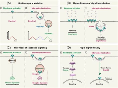 Trends in Cell Biology提出膜受体内吞激活新概念和理论 生物研究专区 生物谷