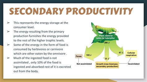 Productivity In Ecosystem Pdf