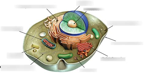 Cell Structure Labeling Diagram Quizlet