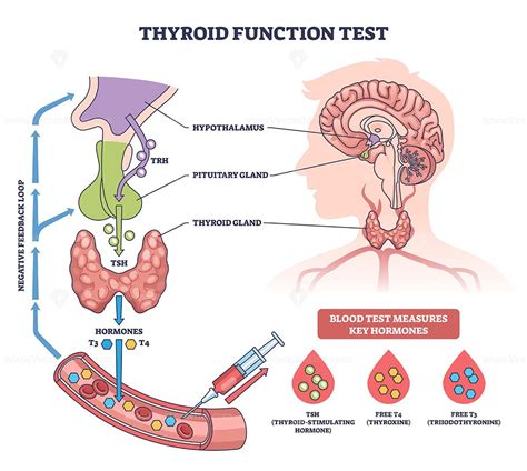Thyroid Function Test Brief Diagram Illustrating The Hpt Axis And Blood