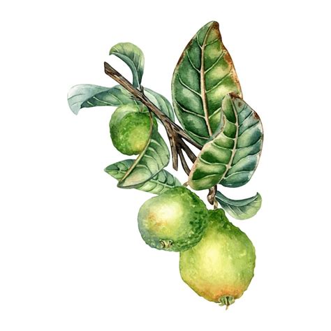 Rama De árbol Con Tres Frutas De Guayaba Ilustración Acuarela Aislado