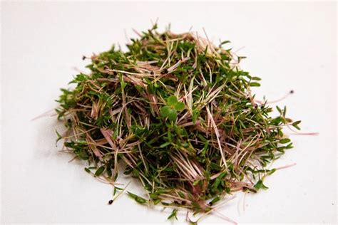 Microgreens Red Amaranthus At ₹ 150kg Jayanagar West Bengaluru