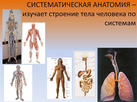 Введение в анатомию человека презентация онлайн