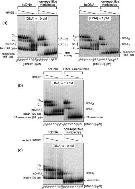 Comparison Of Hmgb1 And Mutant Hmgb1 Binding To Minicircles And To Download Scientific Diagram