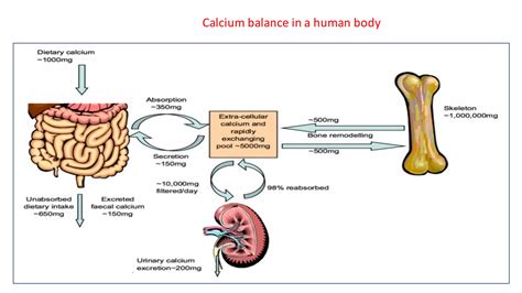 Calcium Metabolism And Its Clinical Significance Pdf