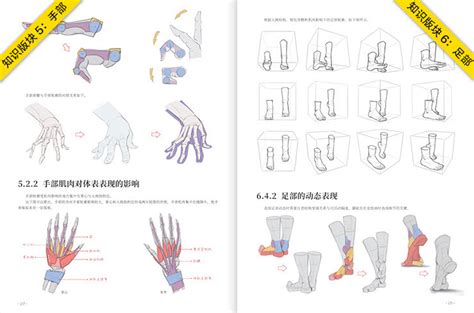 Animation Human Body Structure