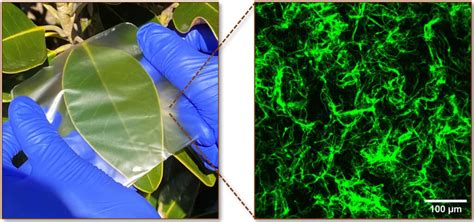 Researchers Create Unique Biopolymer Composite Films Textile