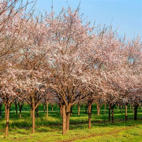 Premium Photo Branch With Blossoms Sakura Abundant Flowering Bushes
