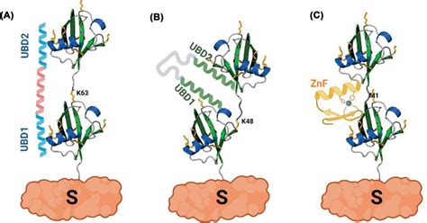 The Ubiquitin Code Is Recognized By Proteins Containing Single Or Download Scientific Diagram