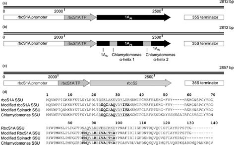 Gene Expression Cassettes For Native And Heterologous Rubisco Small