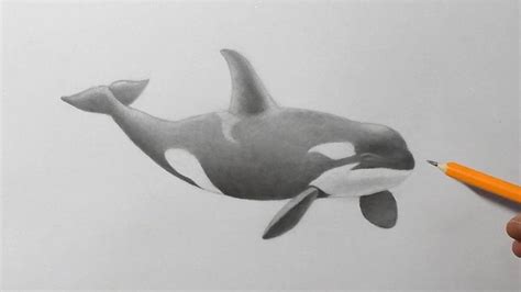 How To Draw An Orca Killer Whale Pencil Drawing Youtube Whale