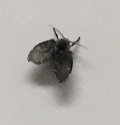 What Are Little Black Bugs With White Wings