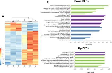 A Hierarchically Clustered Heatmap Of All Differentially Expressed