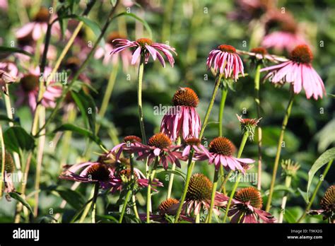 Close Up Of Pink Echinacea Purpurea Blossoms Before Fading In Bright