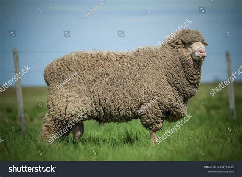 Mostrar Ovejas Macho Merino Australiano Galardonado Foto De Stock
