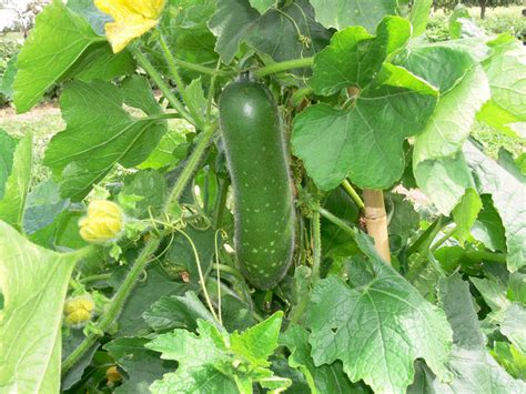 Squash Melon Growing At Antonio Baker Blog