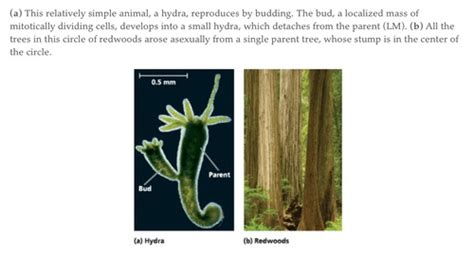 Ap Bio Chapter 10 Flashcards Quizlet