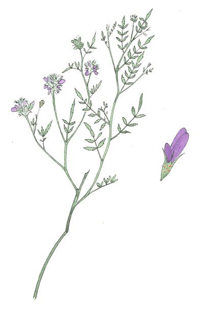 Legume Plants In The Sonoran Desert