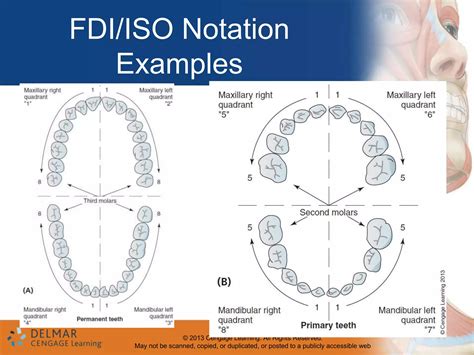 Palmer Notation Fdi Pptx Dental Health Diseases And Conditions