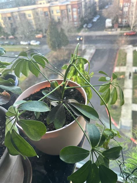 Why Do Umbrella Trees Hate Me So R Plantclinic