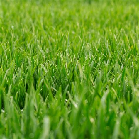 Estos Son Los Tipos De CÉsped Ideales Para Tu Clima Y Uso