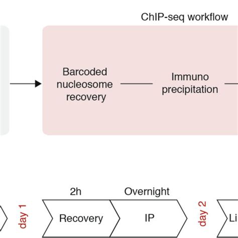 Overview Of The Single Cell ChIP Seq Procedure A The Single Cell Download Scientific Diagram