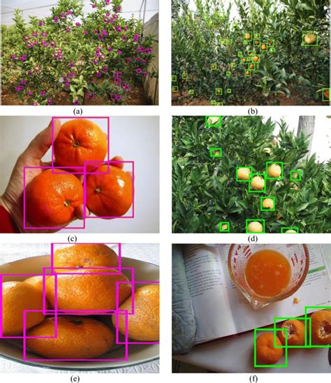 detection results from different datasets a b citrus dataset c d